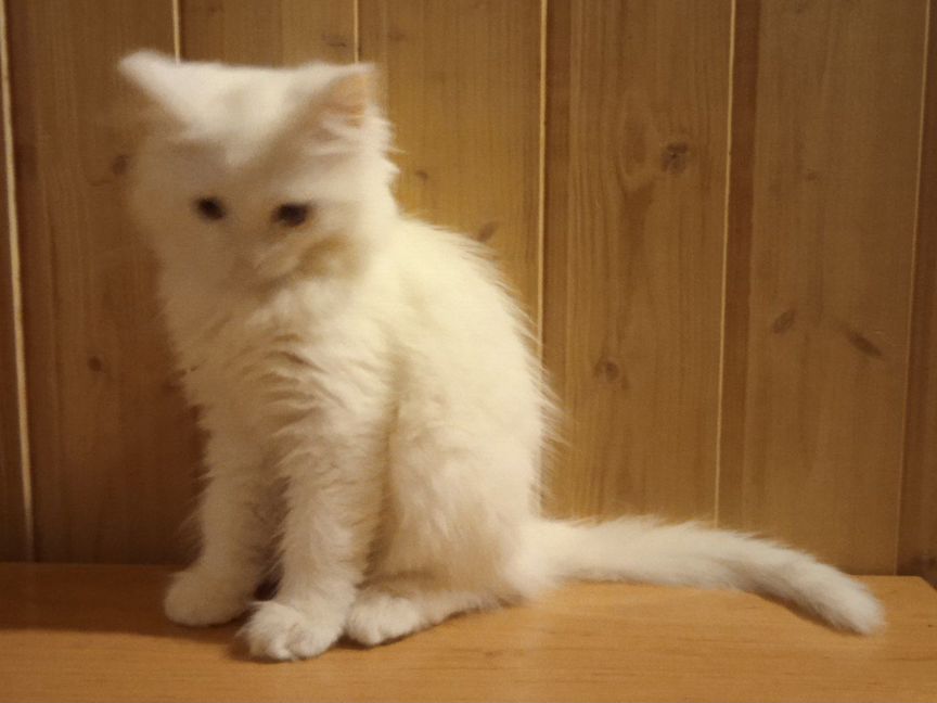 Белый котенок, мальчик 4м, ищет дом, в добрые руки