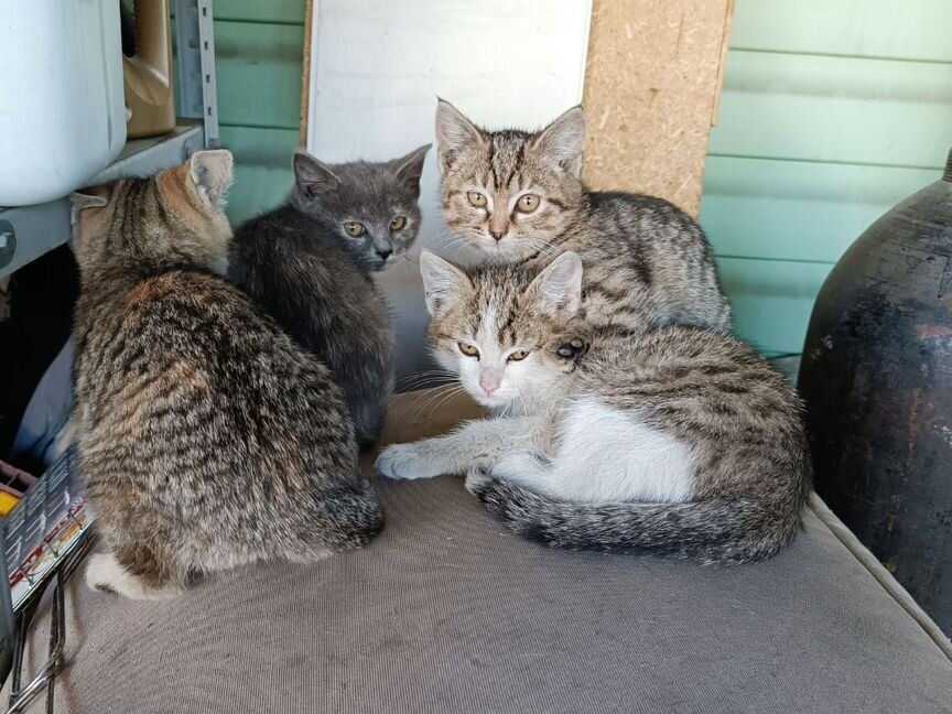 Котята в добрые руки