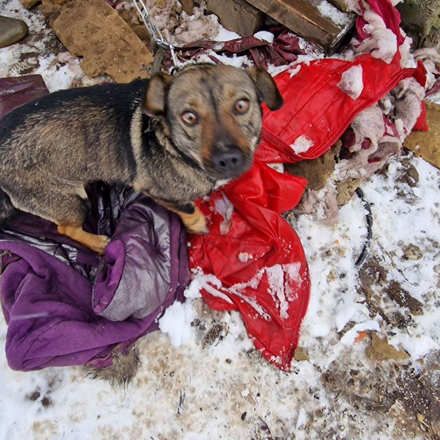 Собака в добрые руки