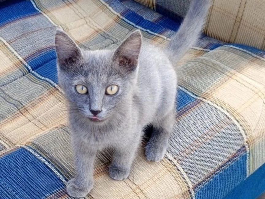 Котенок в добрые руки