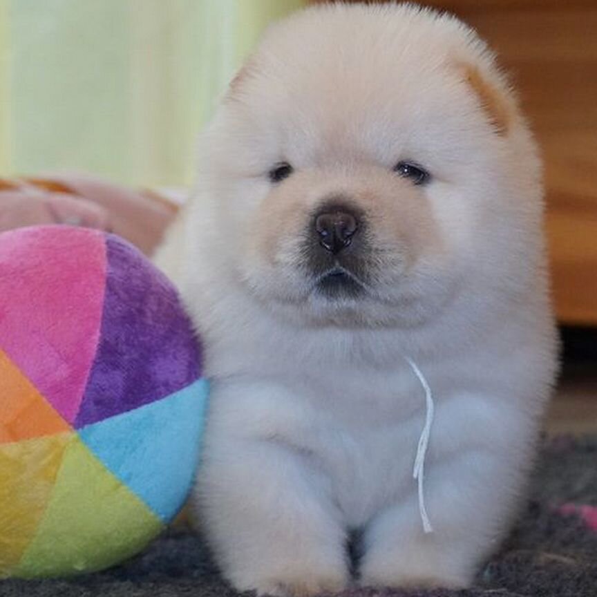 Чау-чау, щенок