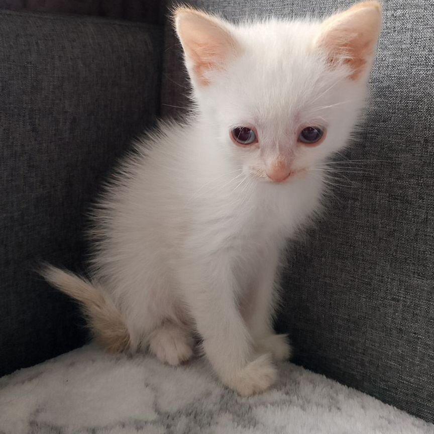 Сиамский котёнок