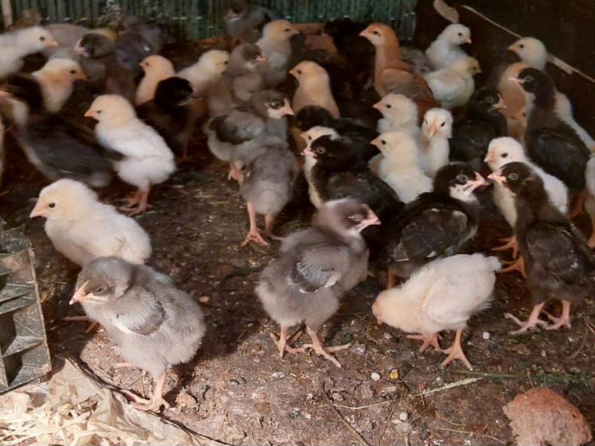 Продаю цыплят и уток. Им 15 дней
