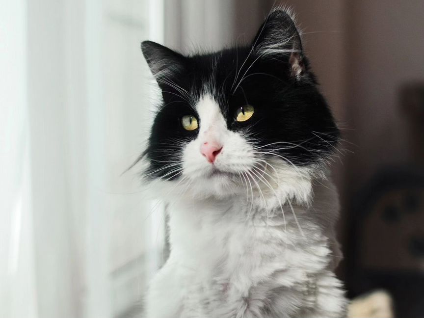 Кот Орион