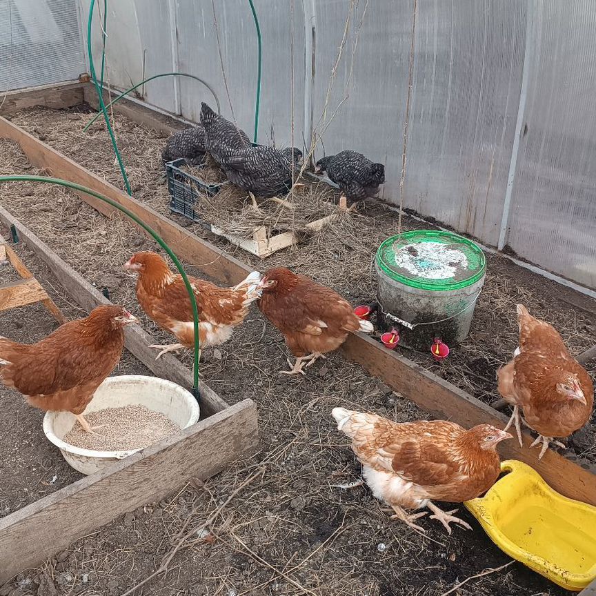 Куры несушки