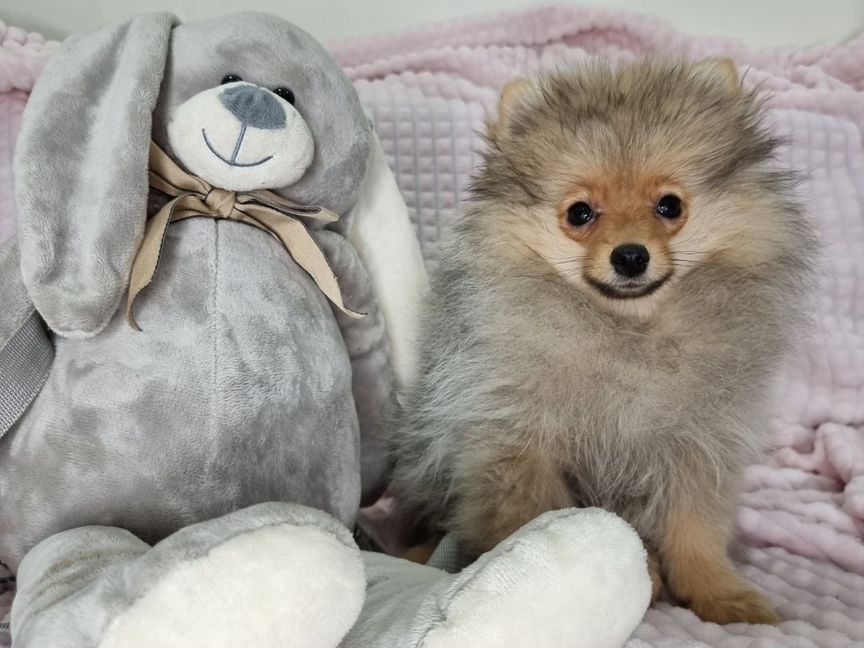 Померанский шпиц