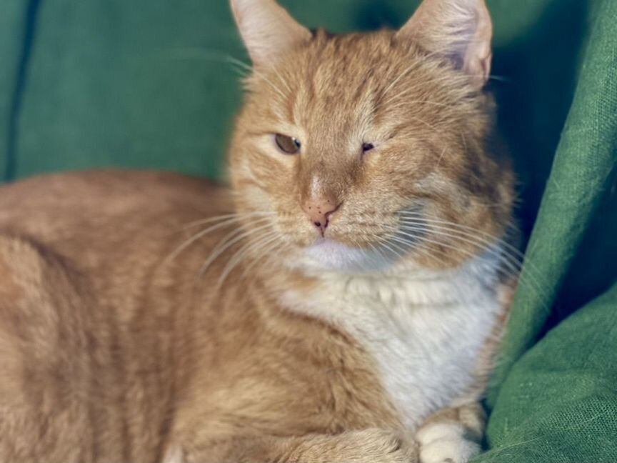 Рыжик котик в дар