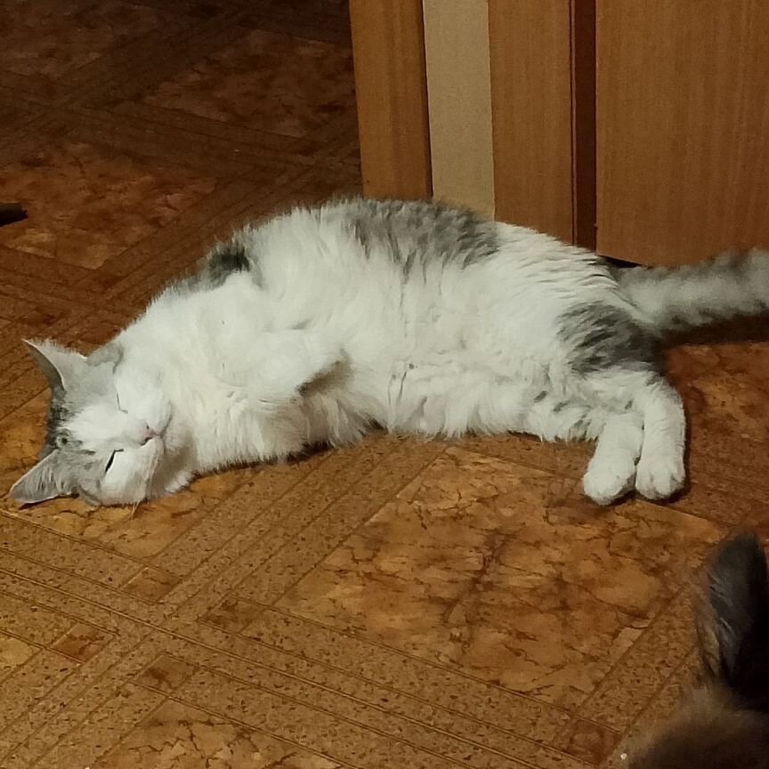 Коты