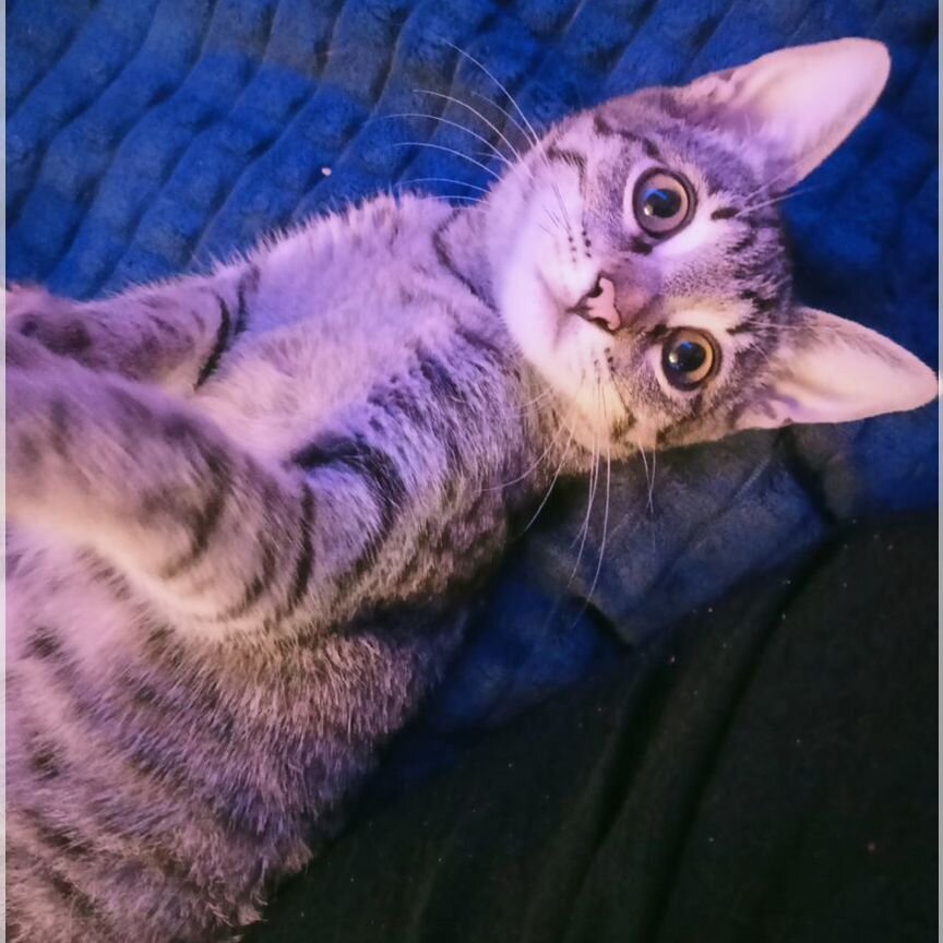 Отдам в хорошие руки котенка
