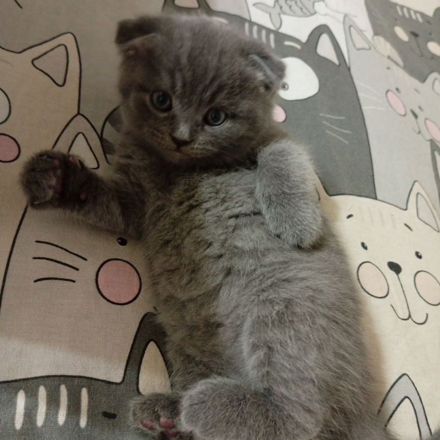 Шотландский