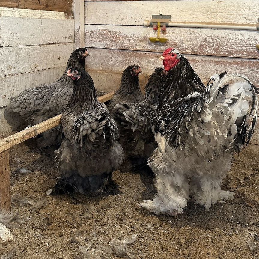 Брама голубая семья