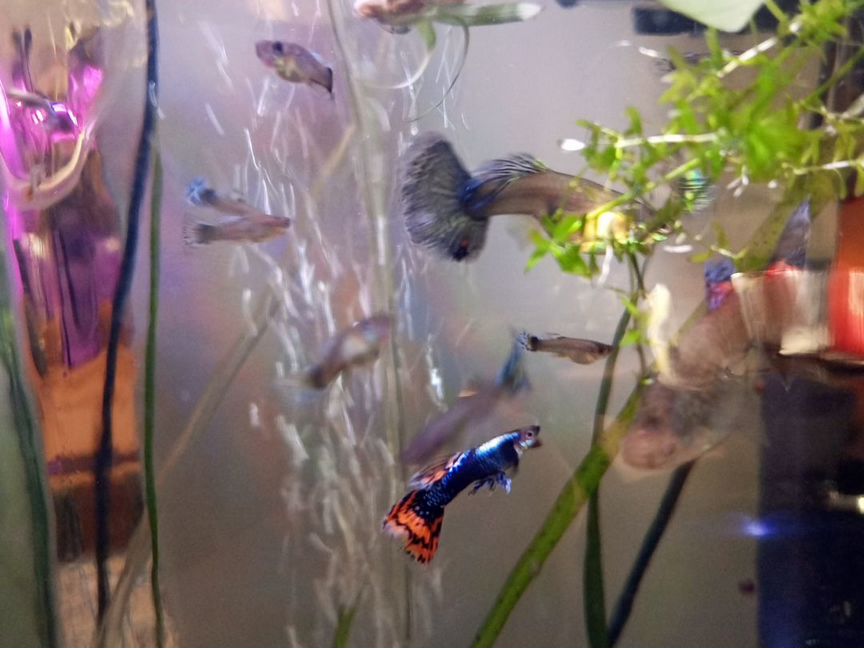 Гуппи слоновьи уши чистая линия