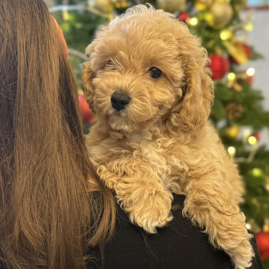 Мальтипу, щенок