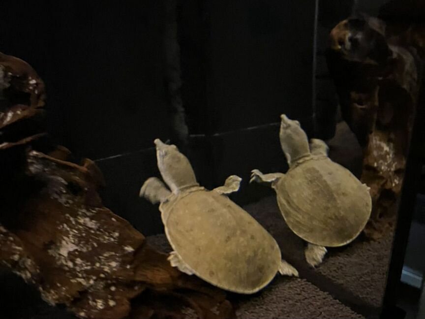 Водная черепаха