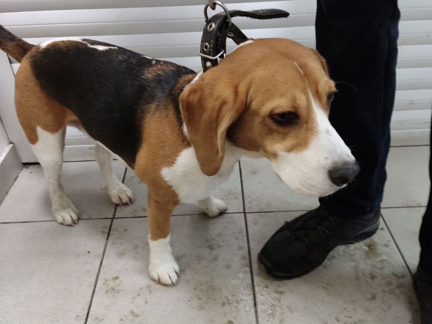 Бигль Потерянный на Таганрогской