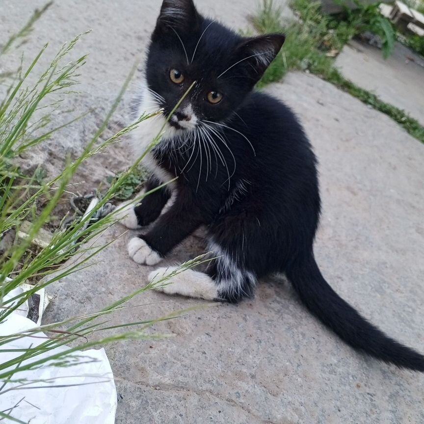 Кошка