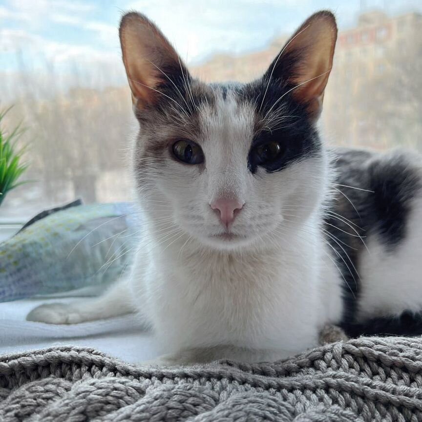 Ласковая кошка в добрые руки