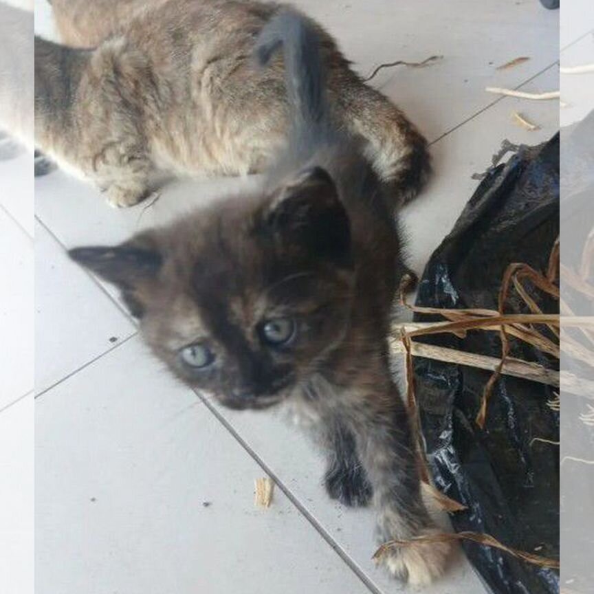 Котята в добрые руки бесплатно