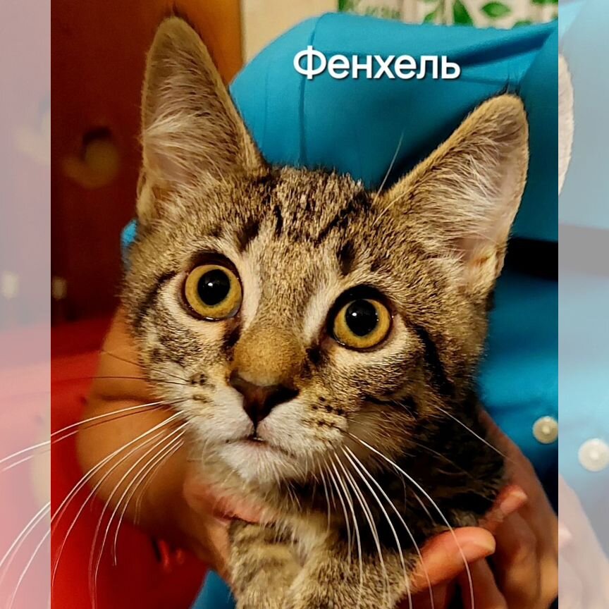 Полосатый в яблоко котенок мальчик