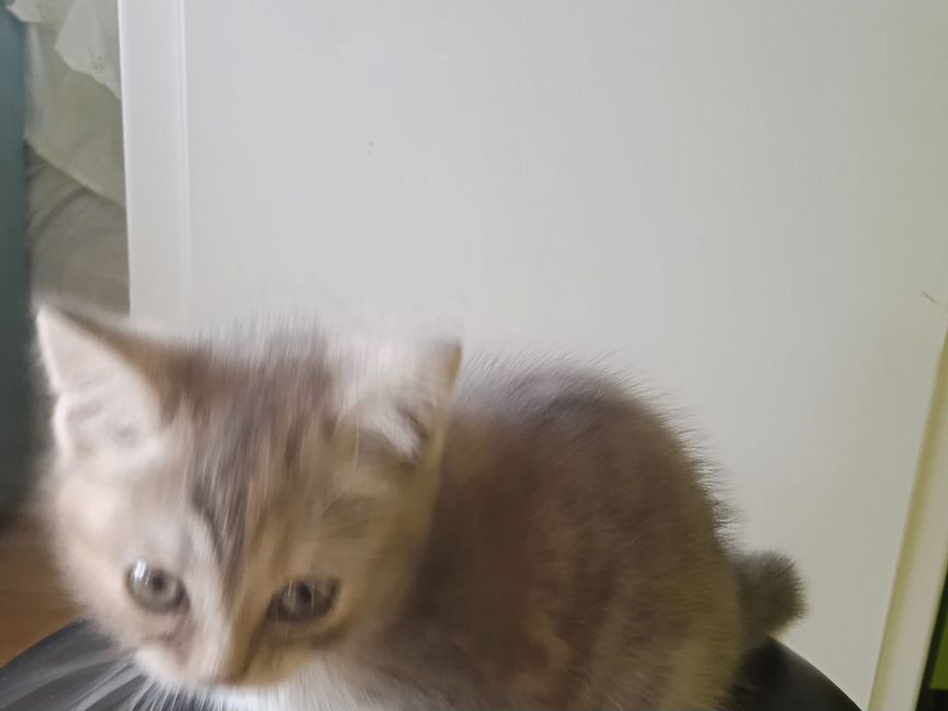 Шотландская вислоухая