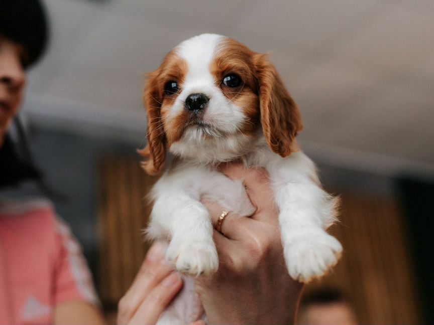 Мальчик ккчс