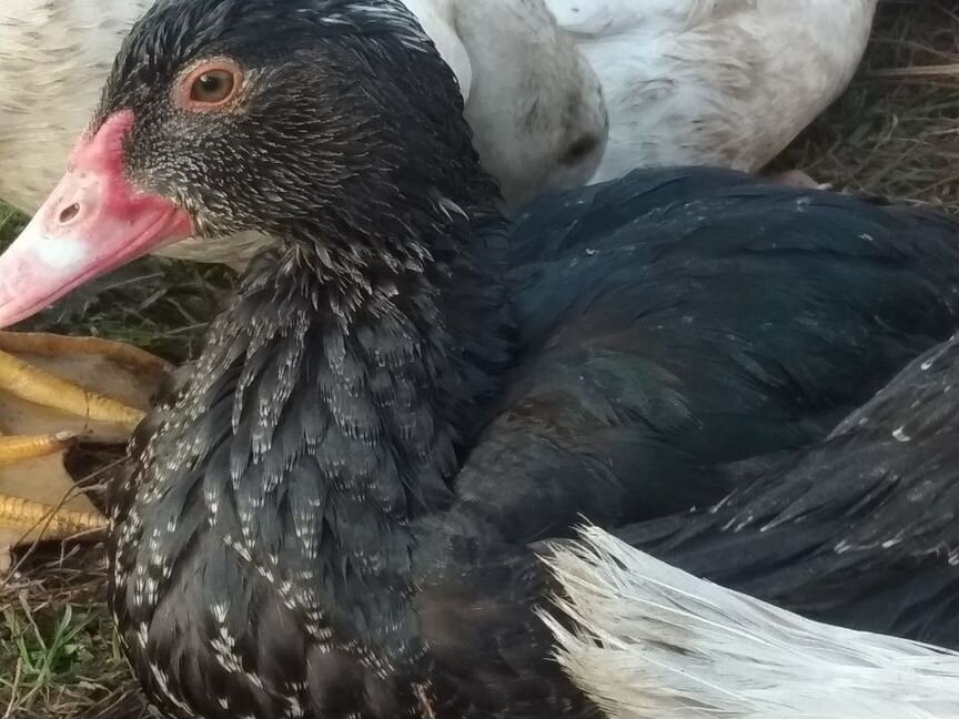 Утак мускусной утки