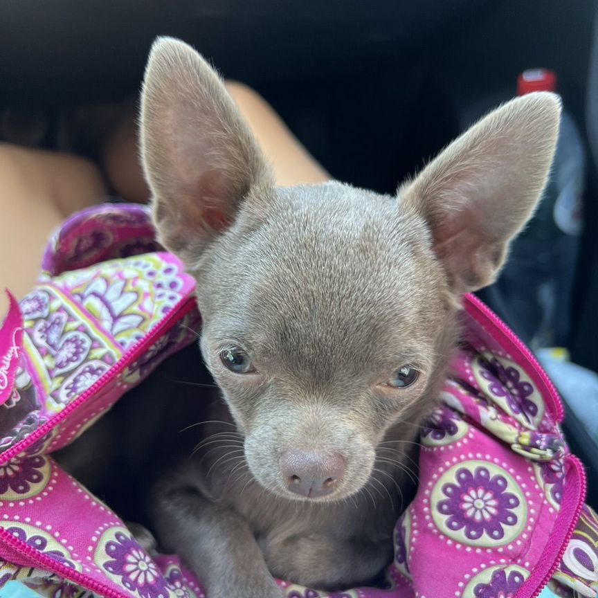 Чихуахуа лиловая девочка 7 месяцев