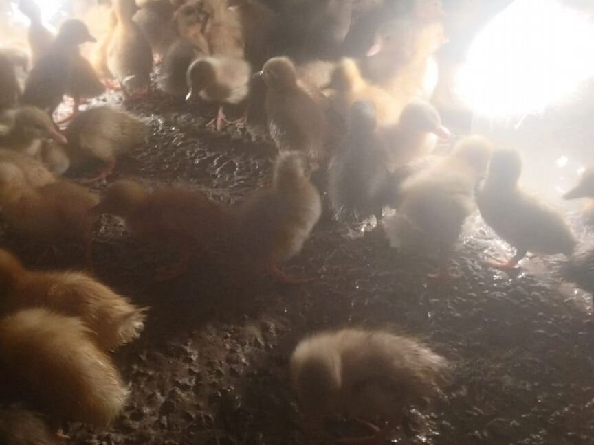 Утята суточные