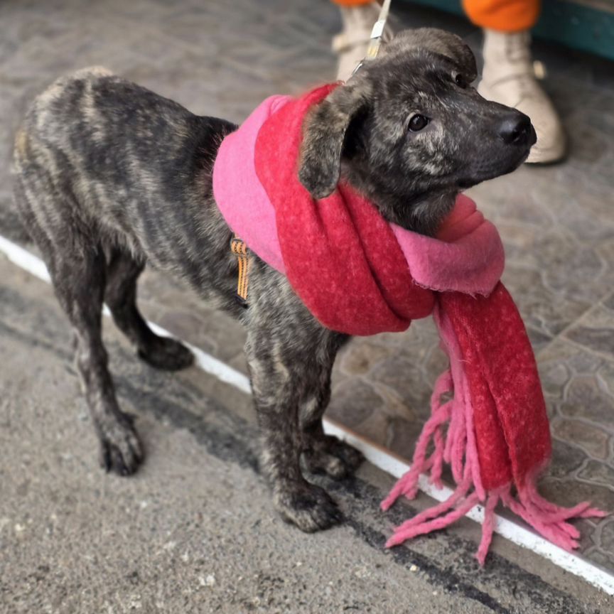 Щенок в добрые руки