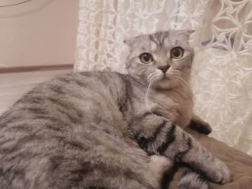 Шатланка вислоухая в добрые руки