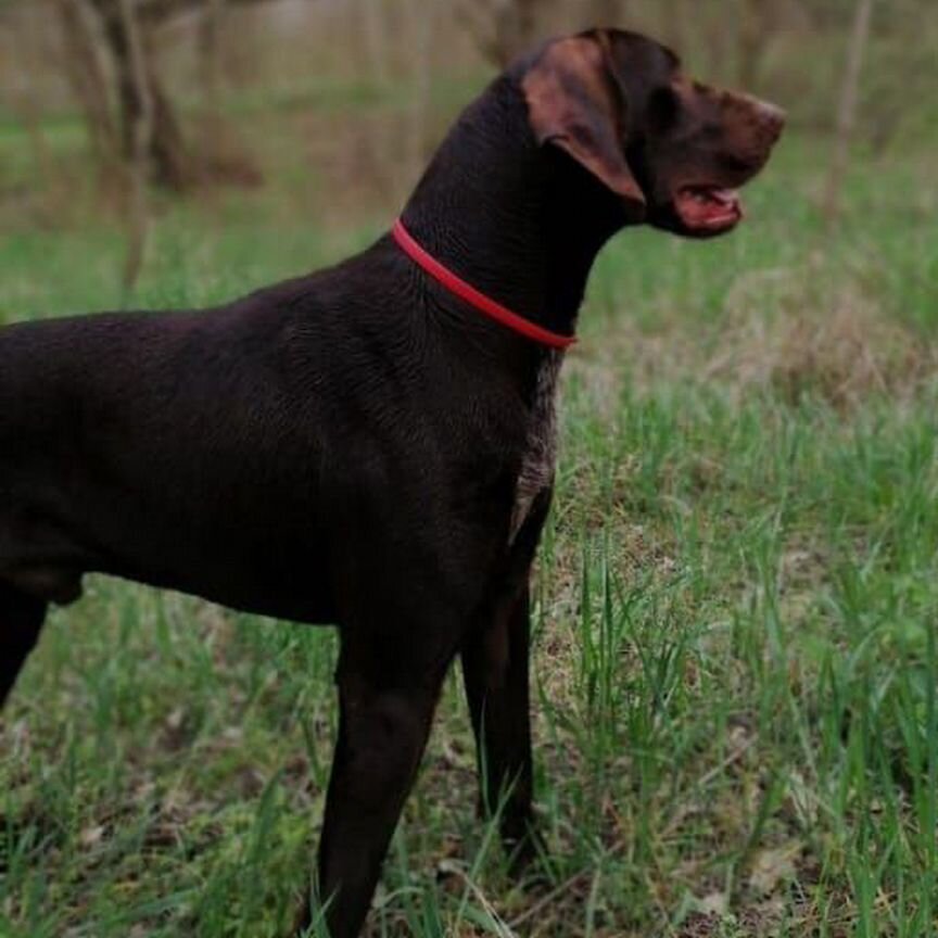 Собаки щенки