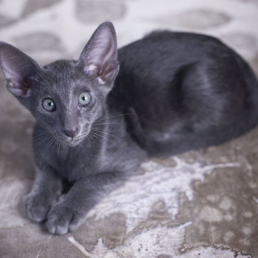 Ориентальный котенок