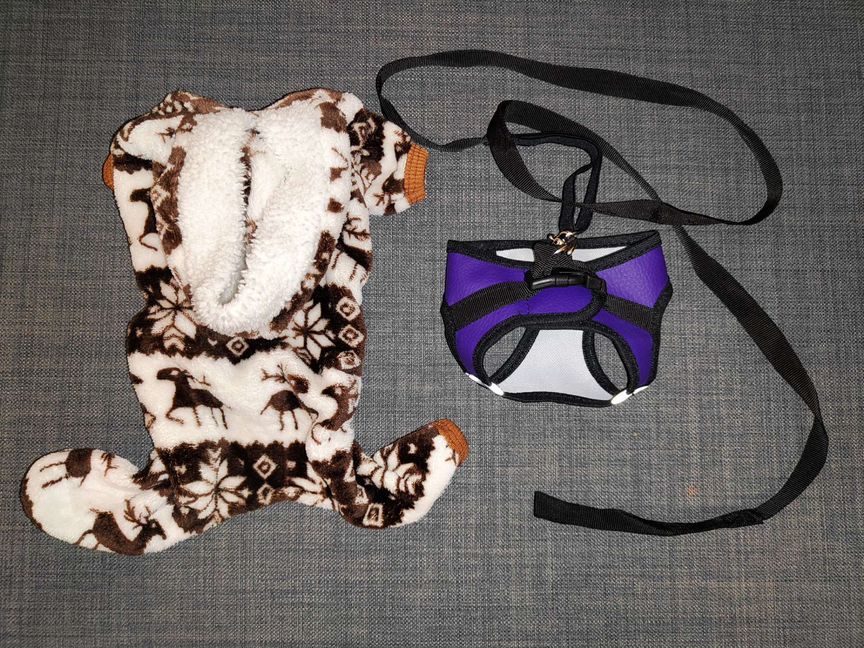 Шлейка с поводком и костюм на щенка чихуахуа