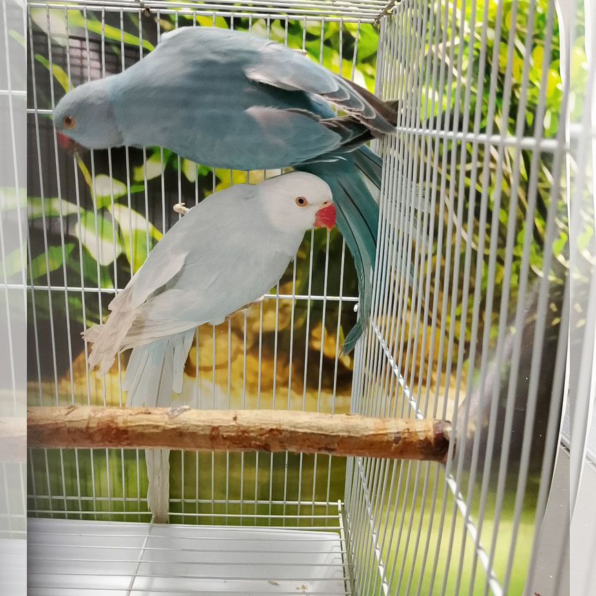 Ожереловый попугай птенцы