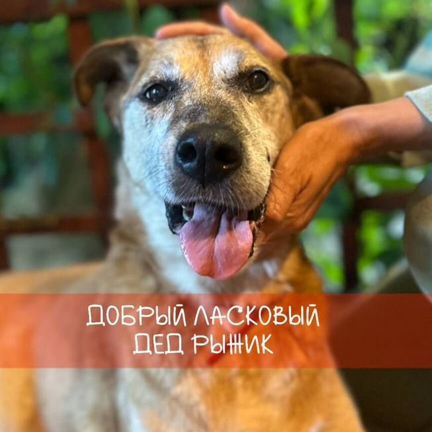 Взрослый пёс в добрые руки