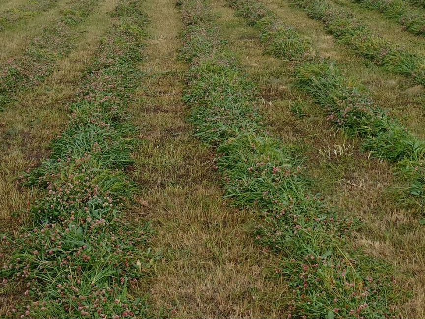 Сено в квадратных тюках