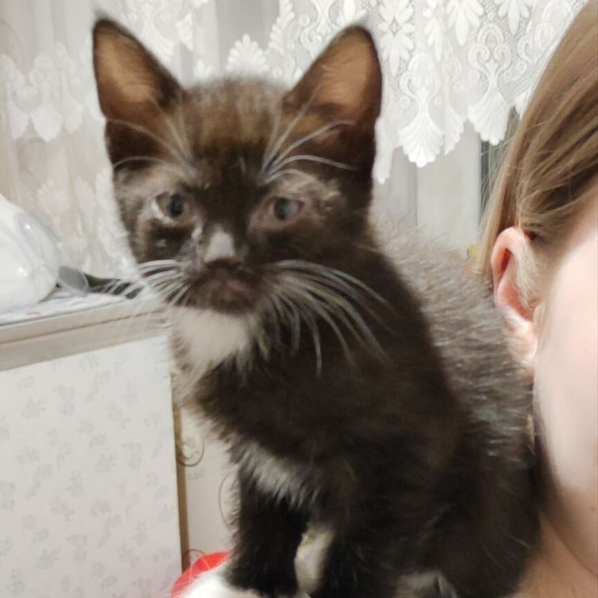 Котенок в добрые руки