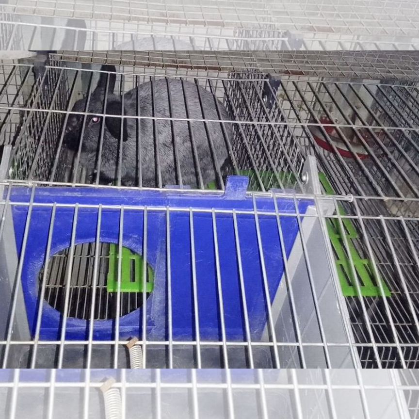 Клетка для кролика крольчатник