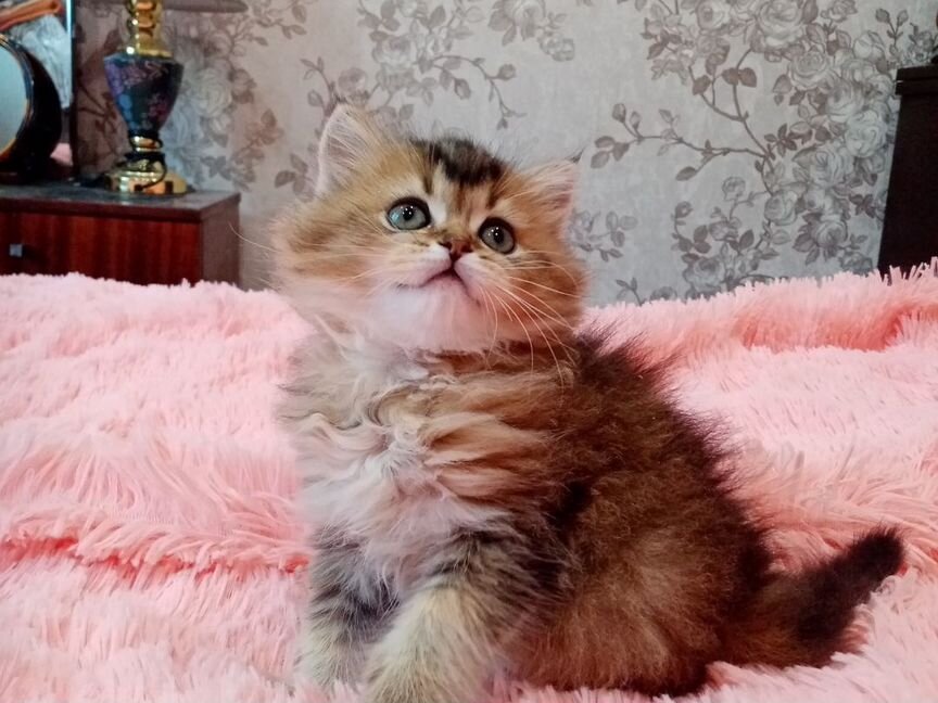 Шотландская шикарная девочка хайленд страйт