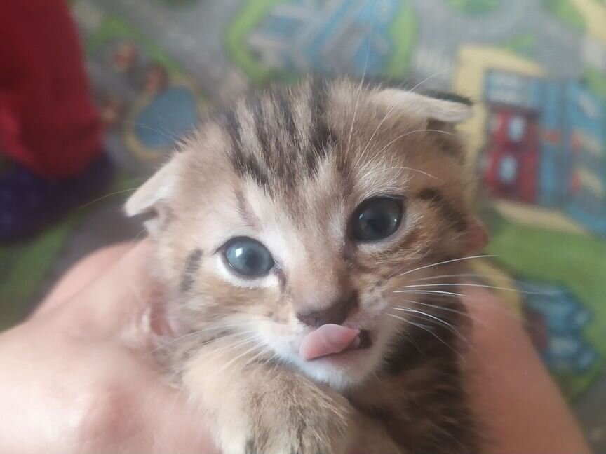 Котик