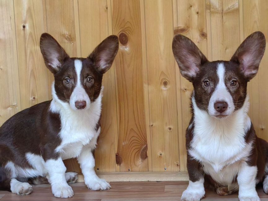 Корги коричневые девочки