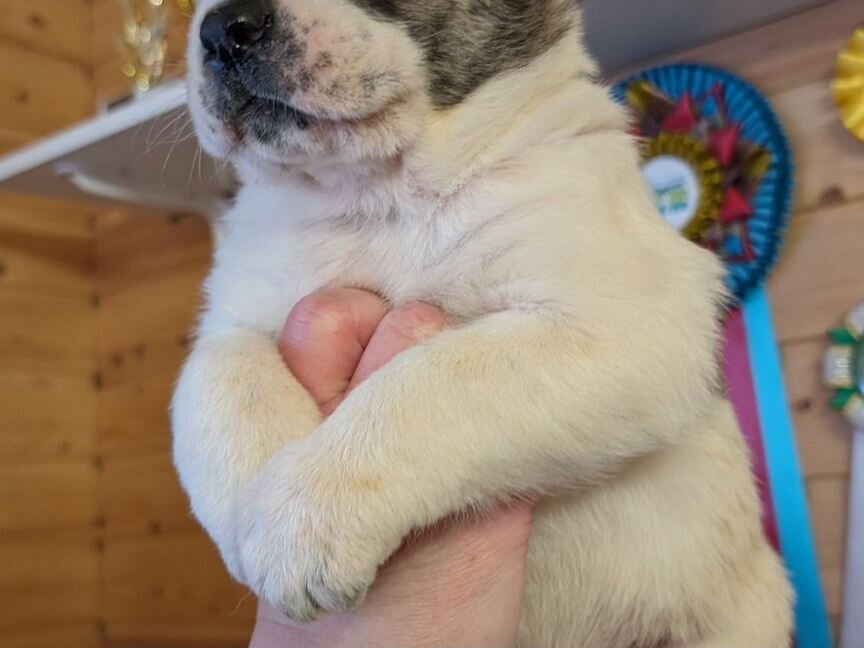 Среднеазиатская овчарка алабай щенки