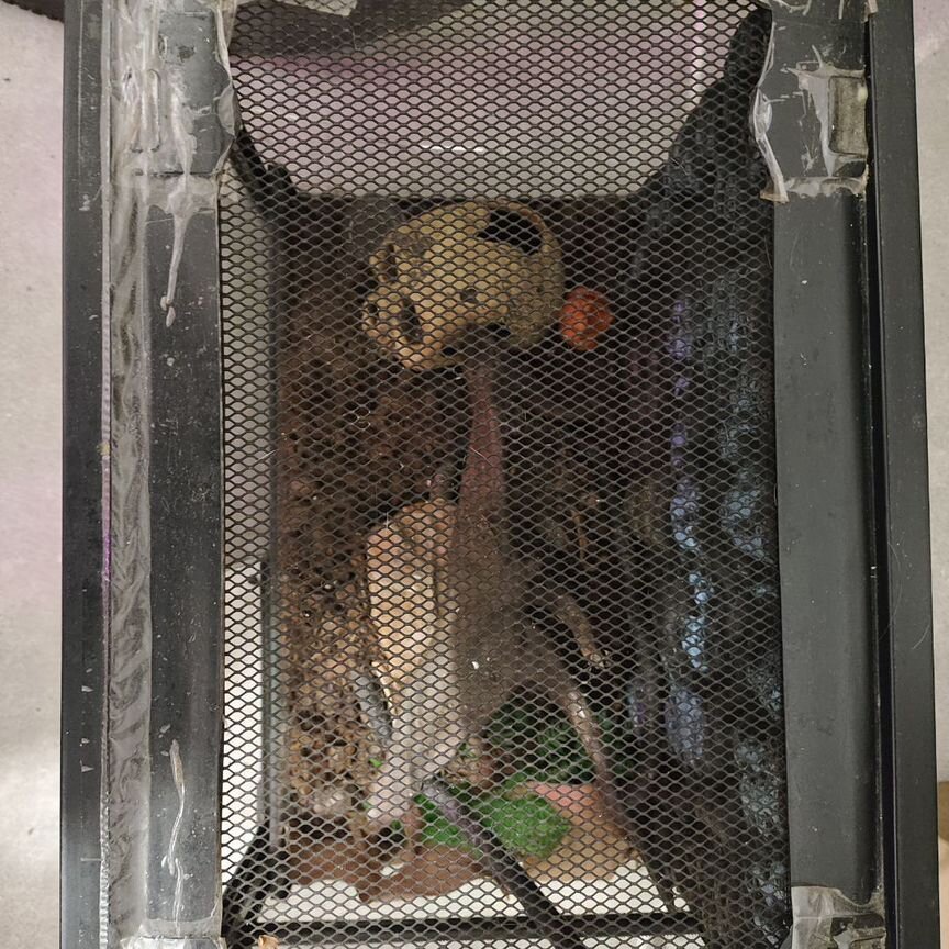 Террариум для