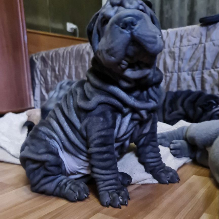 Мальчик шарпейчик