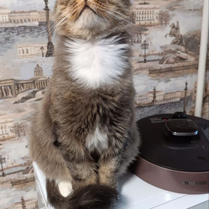 Кот