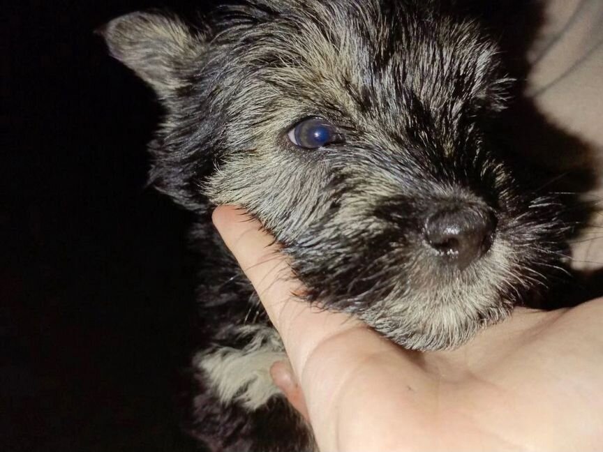 Подкинули щенков щенки маленькой собачки