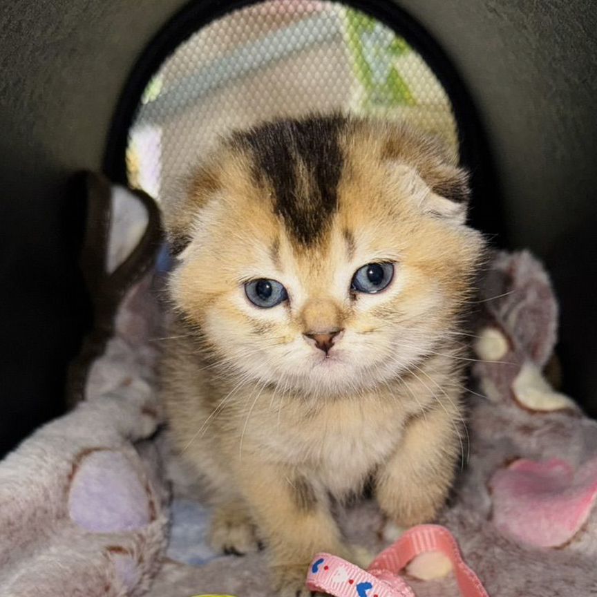 Шотландский вислоухий короткошёрстный котёнок