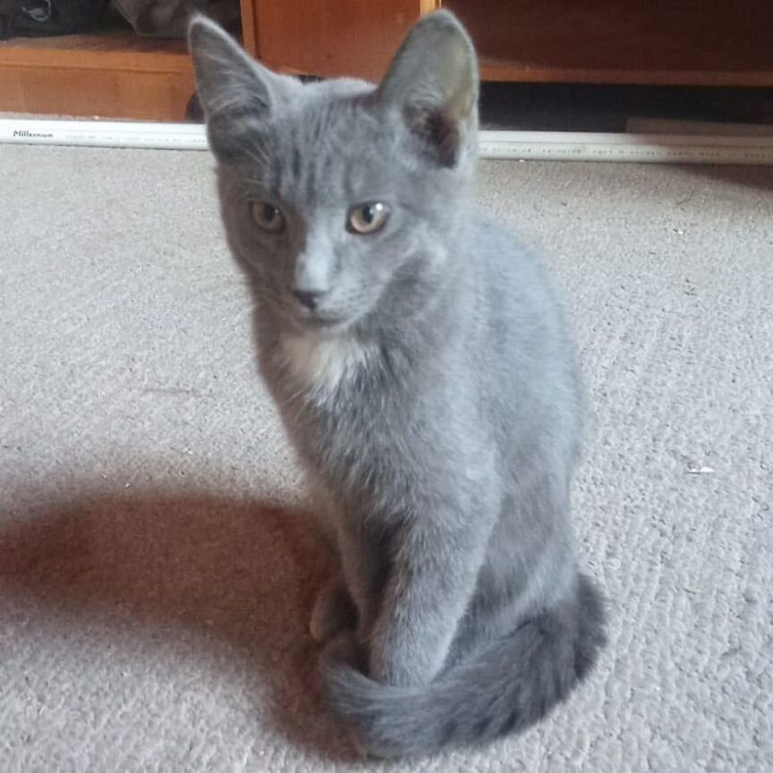 Русский голубой котёнок