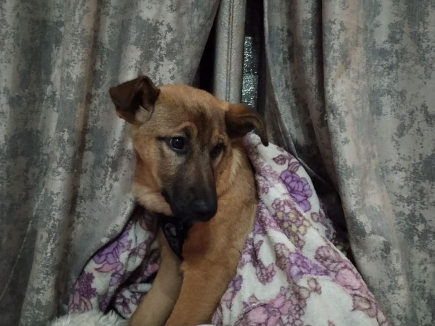 Милая девочка Найда (стерилизована)