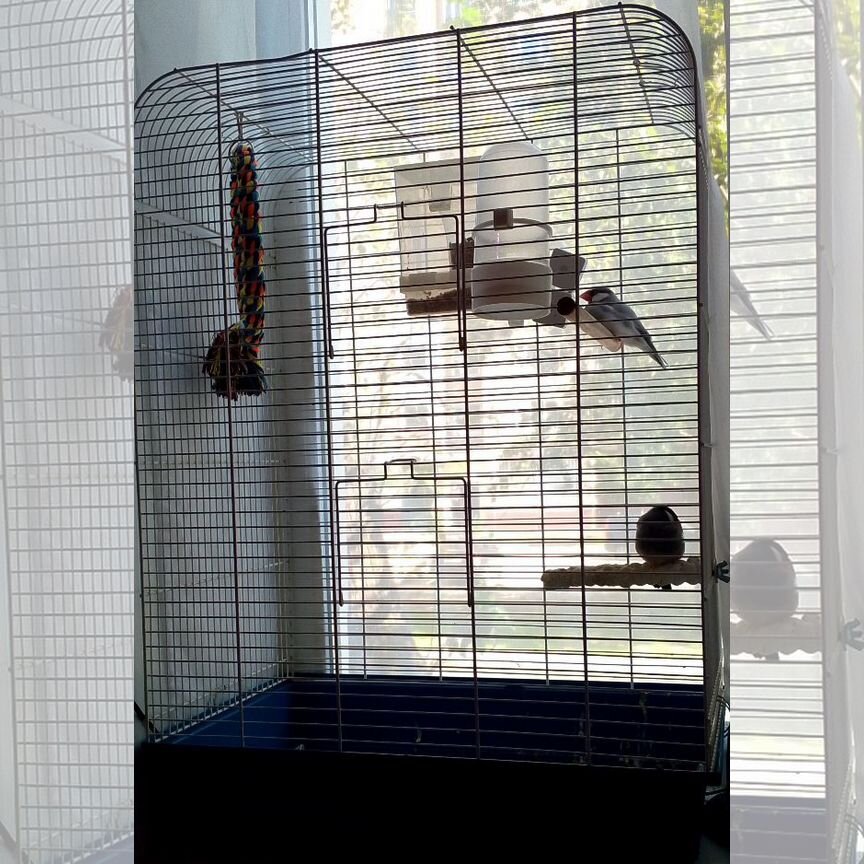 Рисовые амадины пара молодая